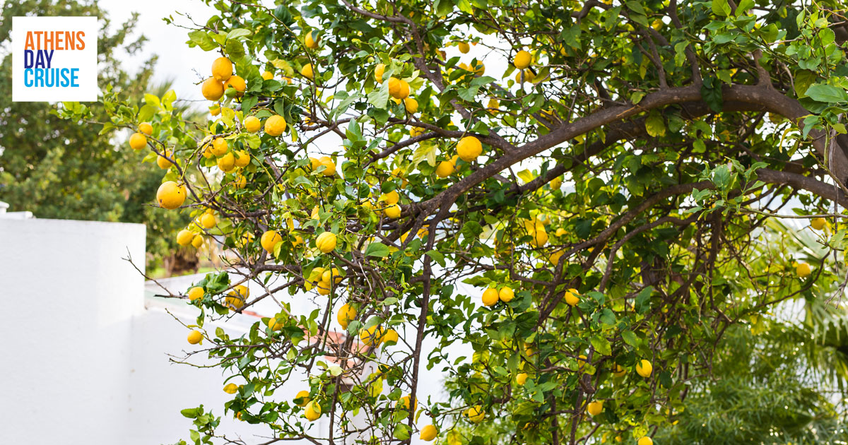 What to taste in Poros - Lemon Sweet Spoons - Athens Day Cruise